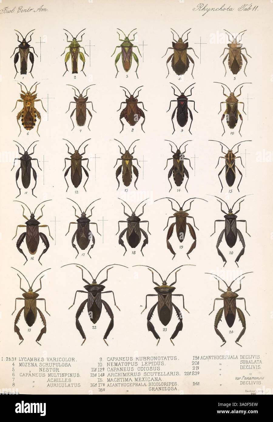 Comprehensive study of entomology hi-res stock photography and images ...