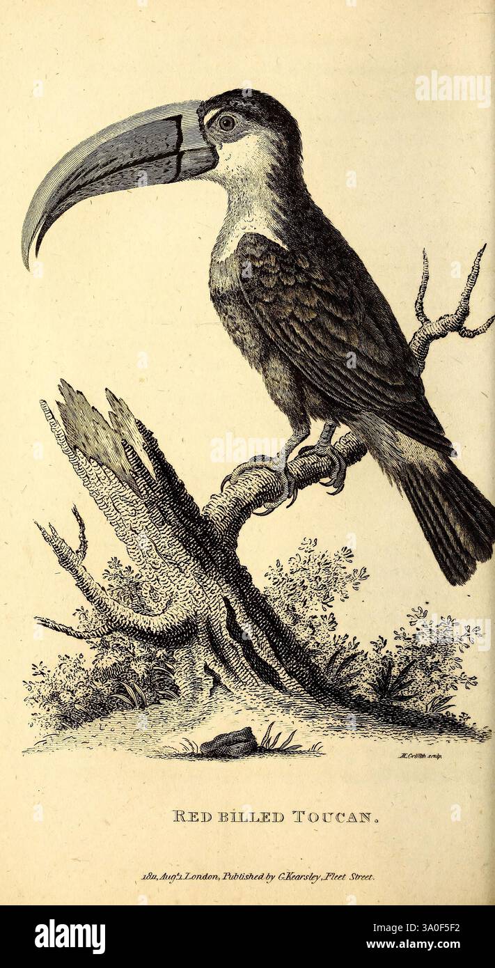 Toucans strikingly large hi-res stock photography and images - Alamy