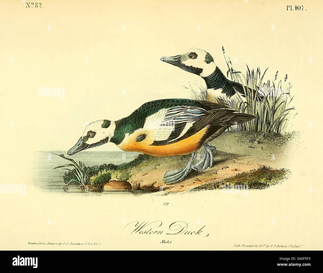 The birds of America, New York, J. B. Chevalier, 1840-1844, Birds ...