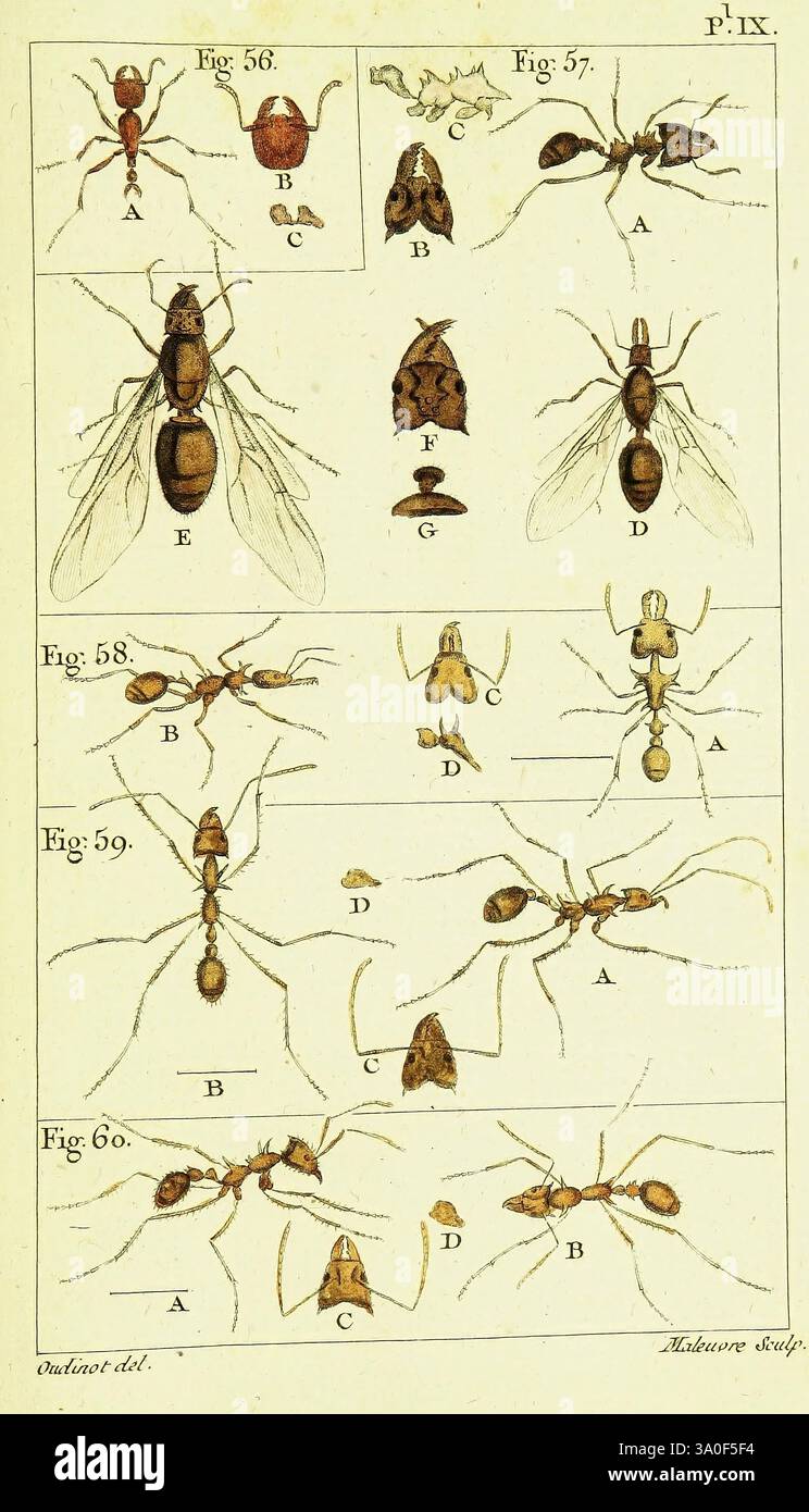 Histoire naturelle des fourmis Paris De l'impr. de Crapelet 1802 Bees Ants Arachnida, This ...