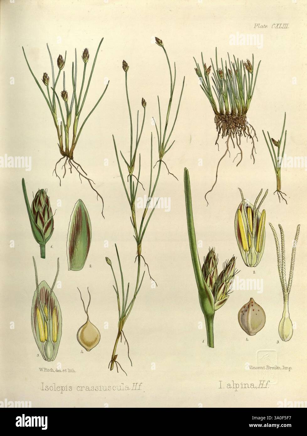 Morphological characteristics unique hi-res stock photography and ...