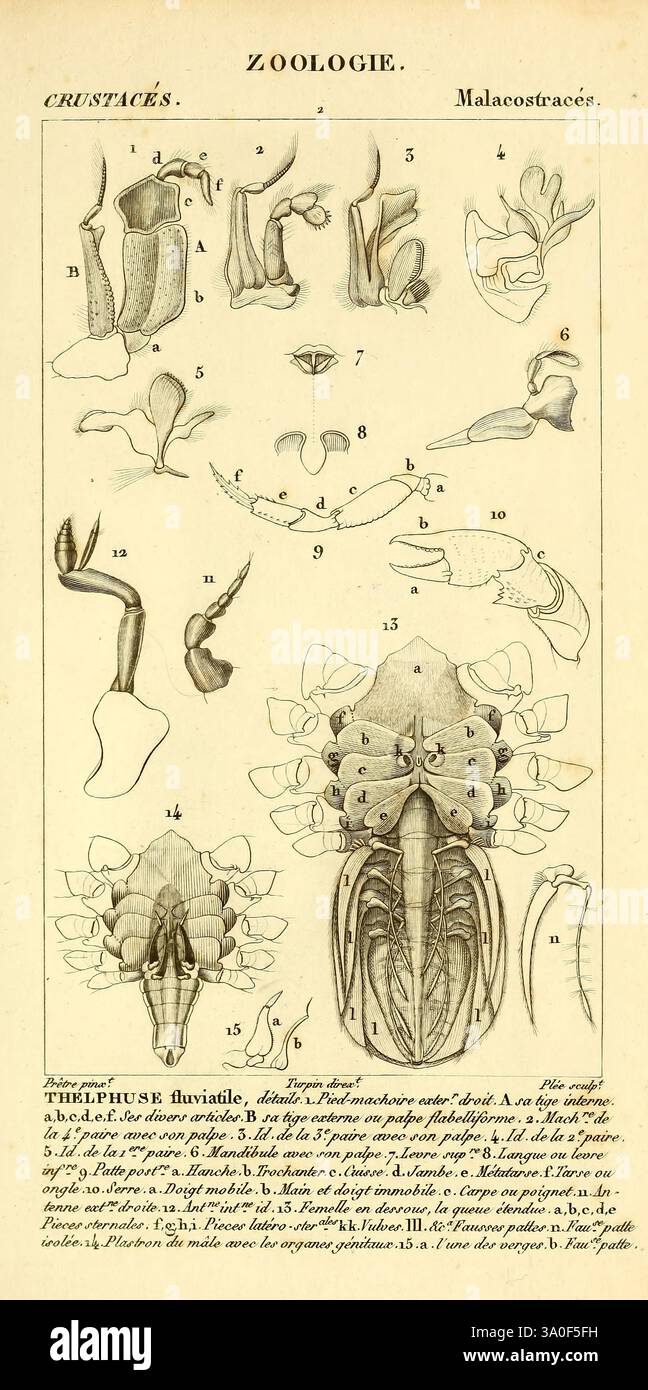 Detailed study of various crustacean anatomy hi-res stock photography ...