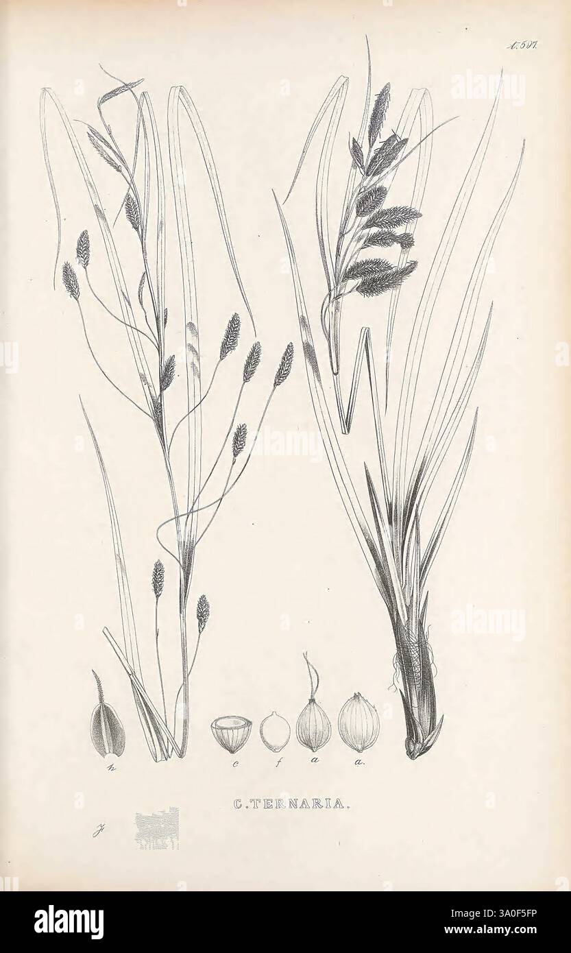 Illustrations of the genus Carex London, William Pamplin, 1858-1867 ...