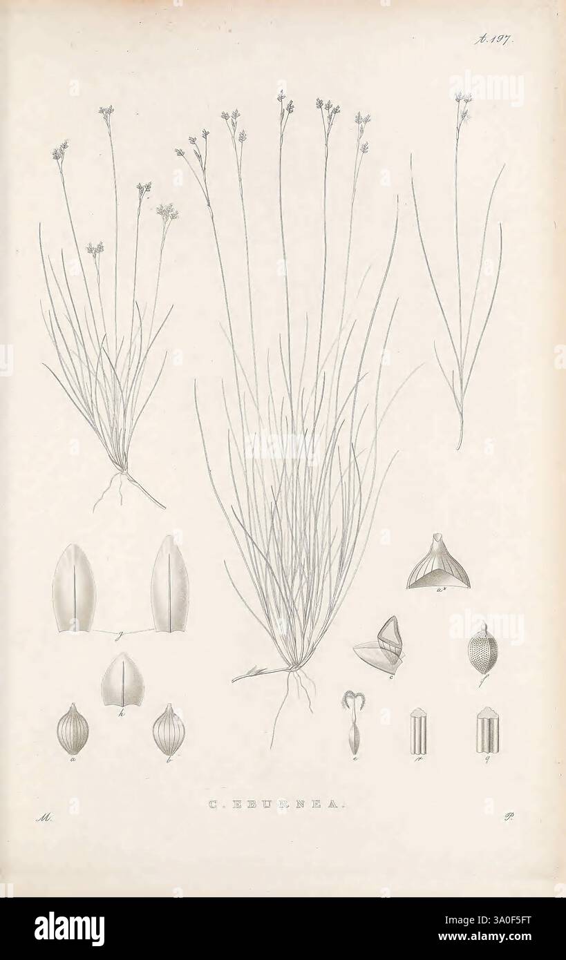 Illustrations of the genus Carex London William Pamplin 1858-1867 carex ...