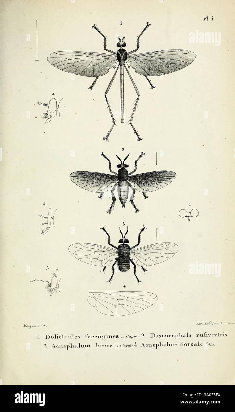 Acanthalam dorsale hi-res stock photography and images - Alamy