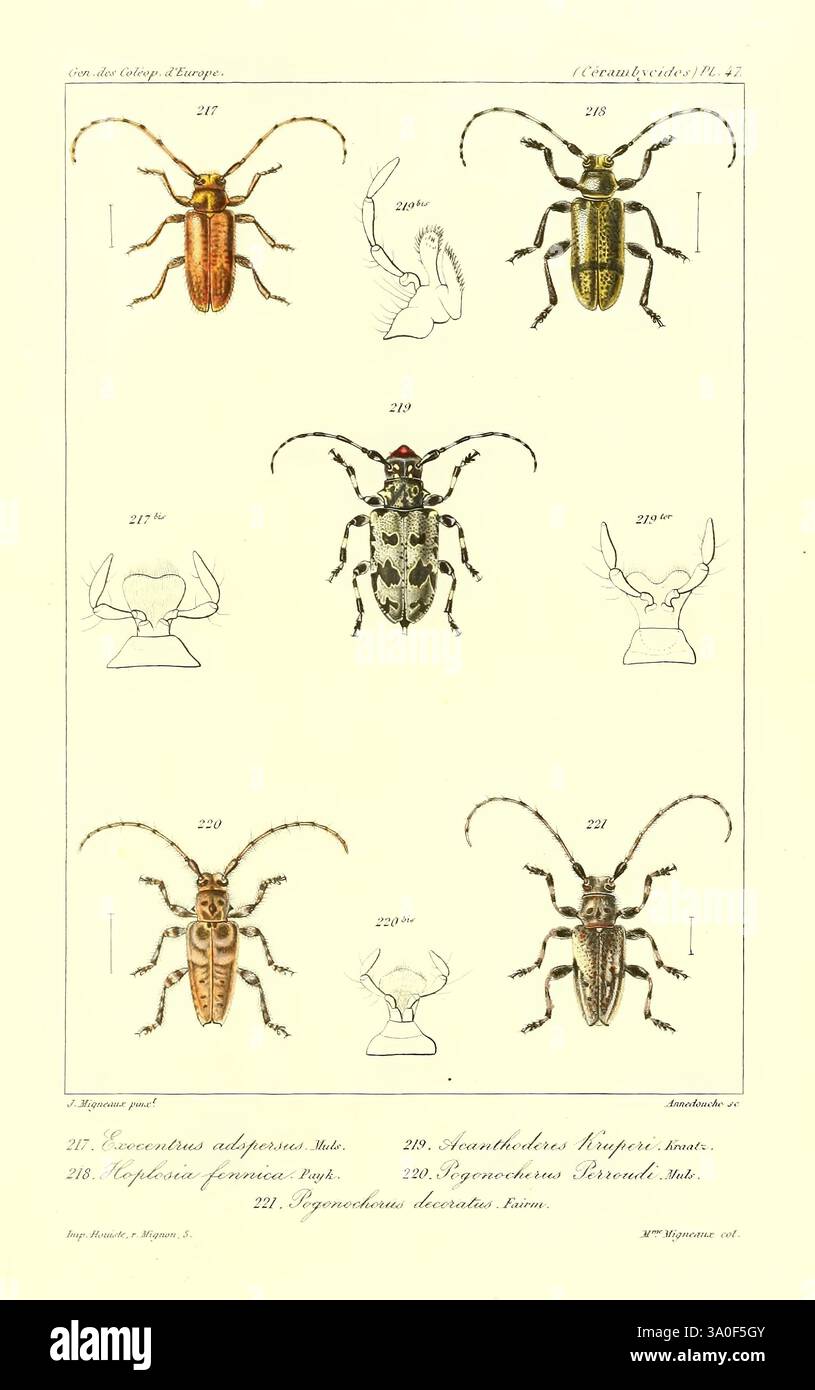 Genera des coléoptères d'Europe Paris, Chez A. Deyrolle, 1857-1868 ...