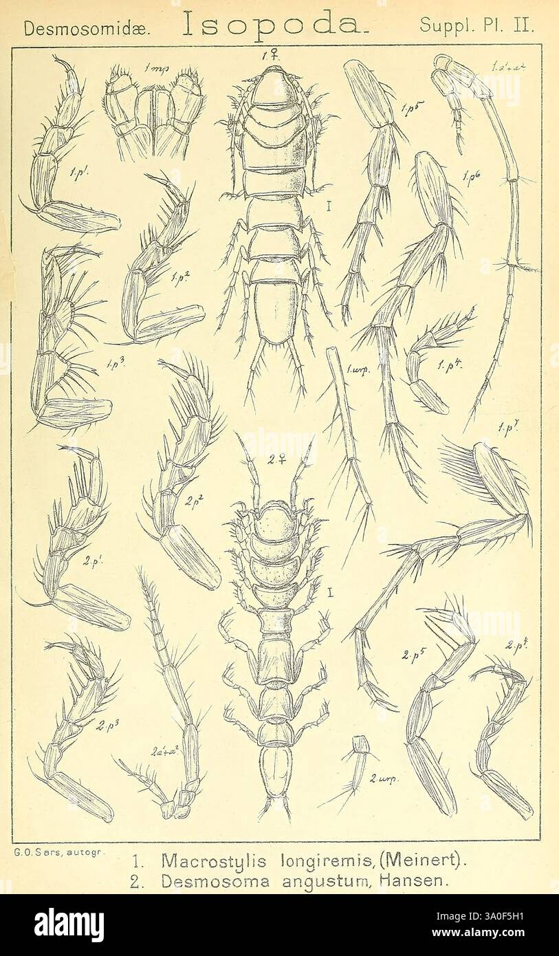 Anatomical drawings of different isopod forms hi-res stock photography ...