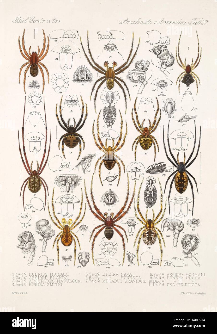 Biologia Centrali-Americana London, 1879-1915, Archaeology, Botany ...