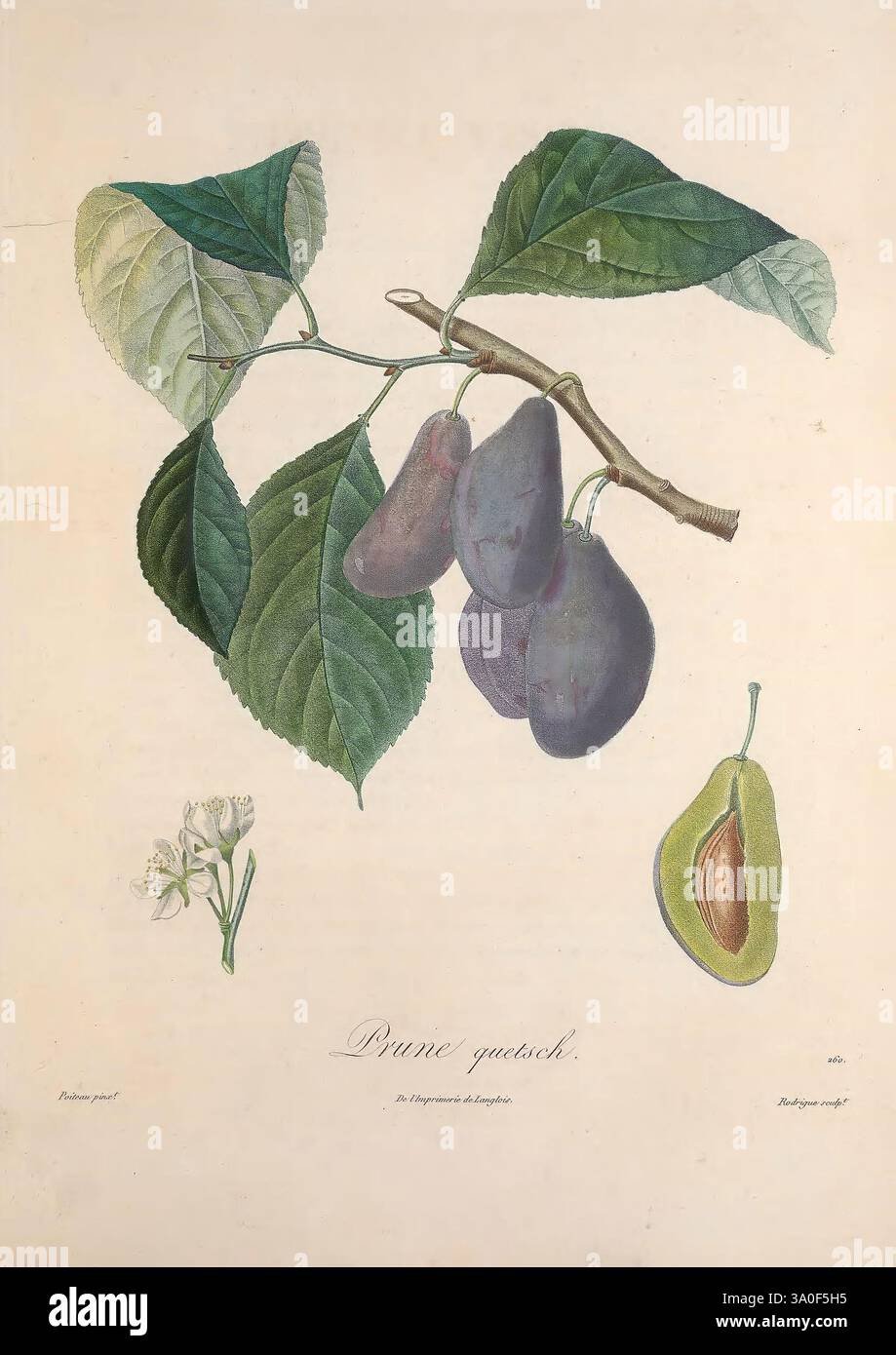 Pomologie française, Paris, Langlois et Leclercq, 1846, arbres ...