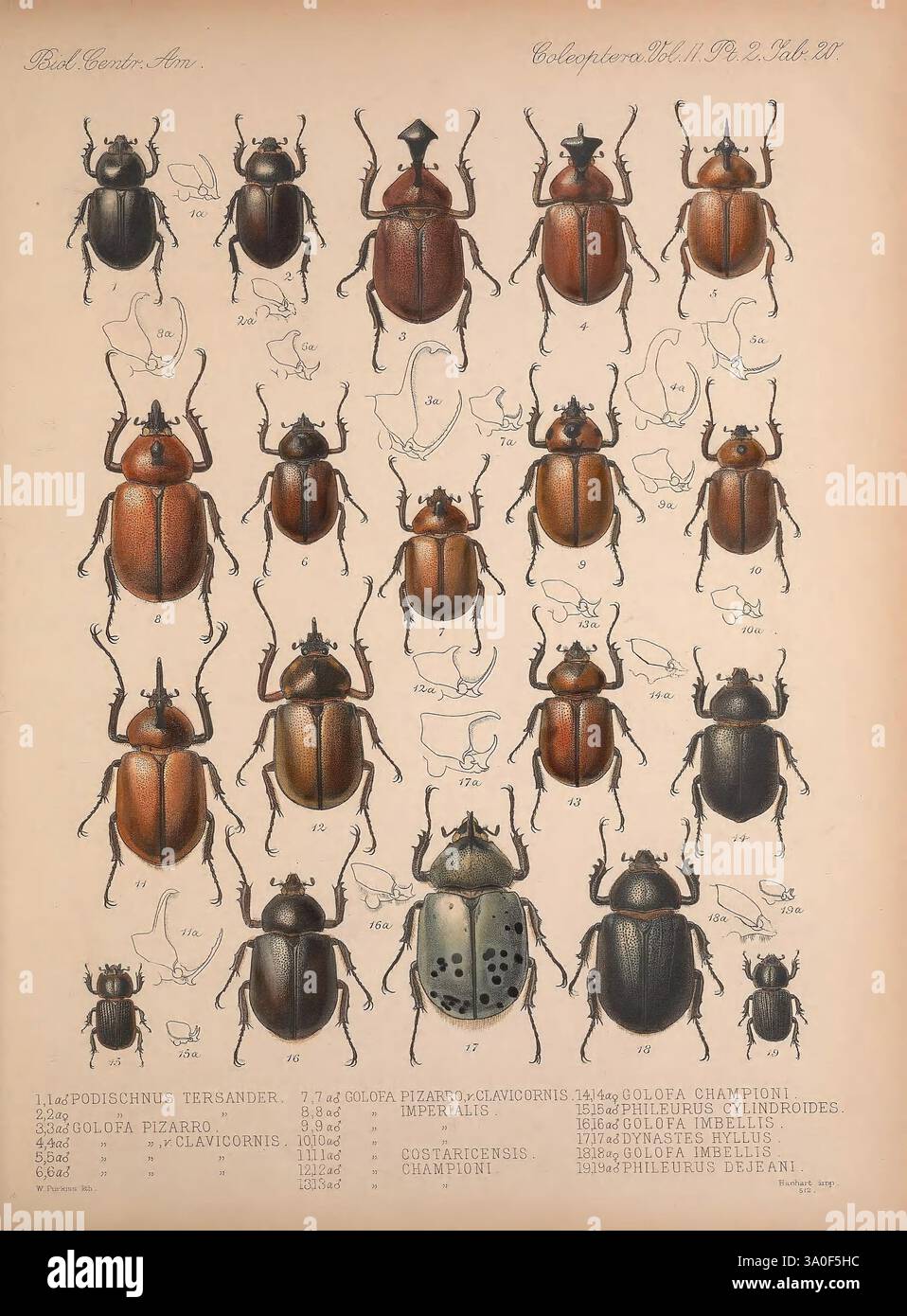 Biologia Centrali-Americana London Published for the editors by R. H ...