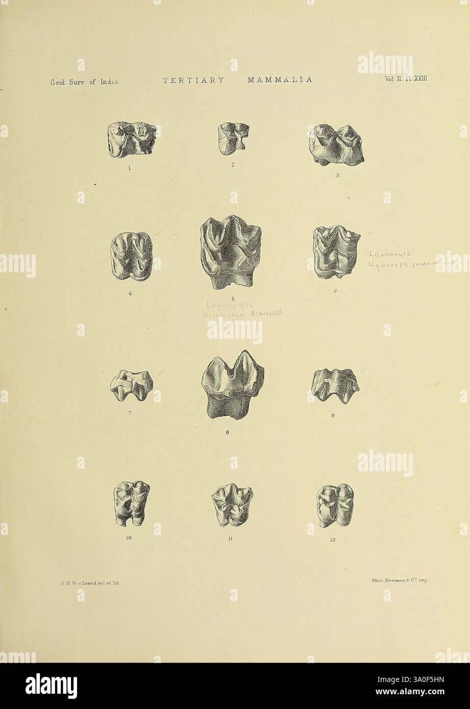 Tooths structure highlight hi-res stock photography and images - Alamy