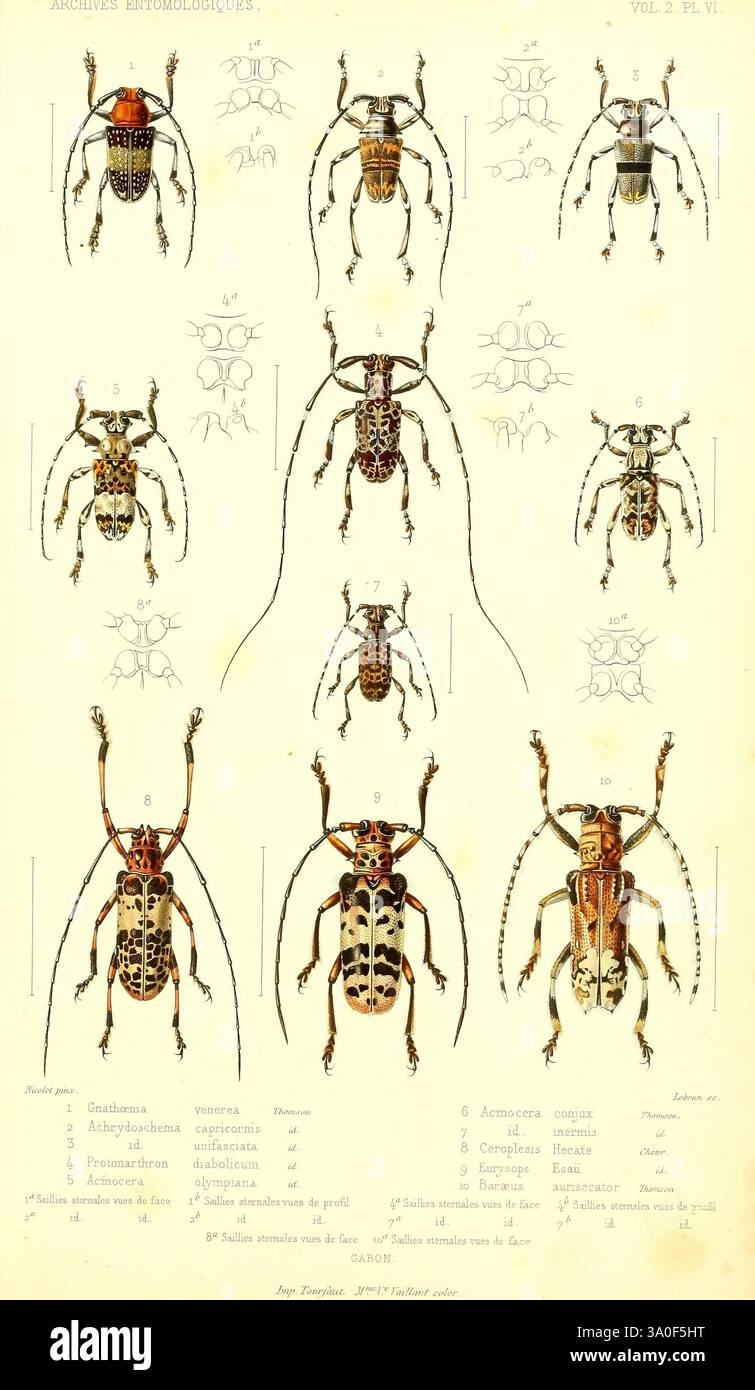 Collection of intricately illustrated beetles hi-res stock photography ...