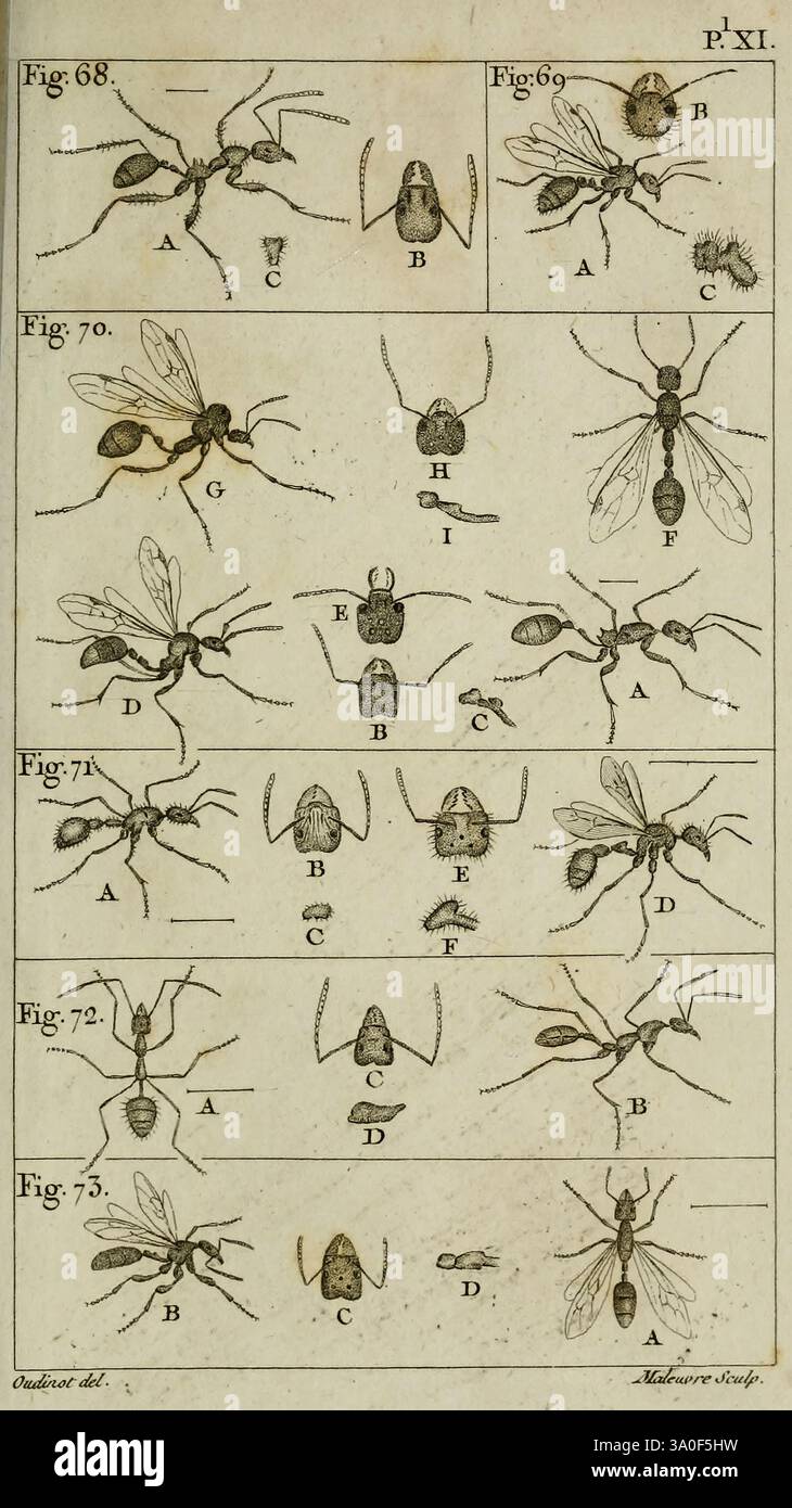 Labeled diagrams of different insect parts hi-res stock photography and ...