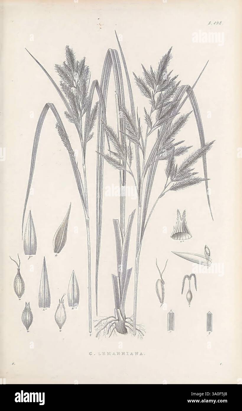 Illustrations of the Genus Carex, London, William Pamplin, 1858-1867 ...