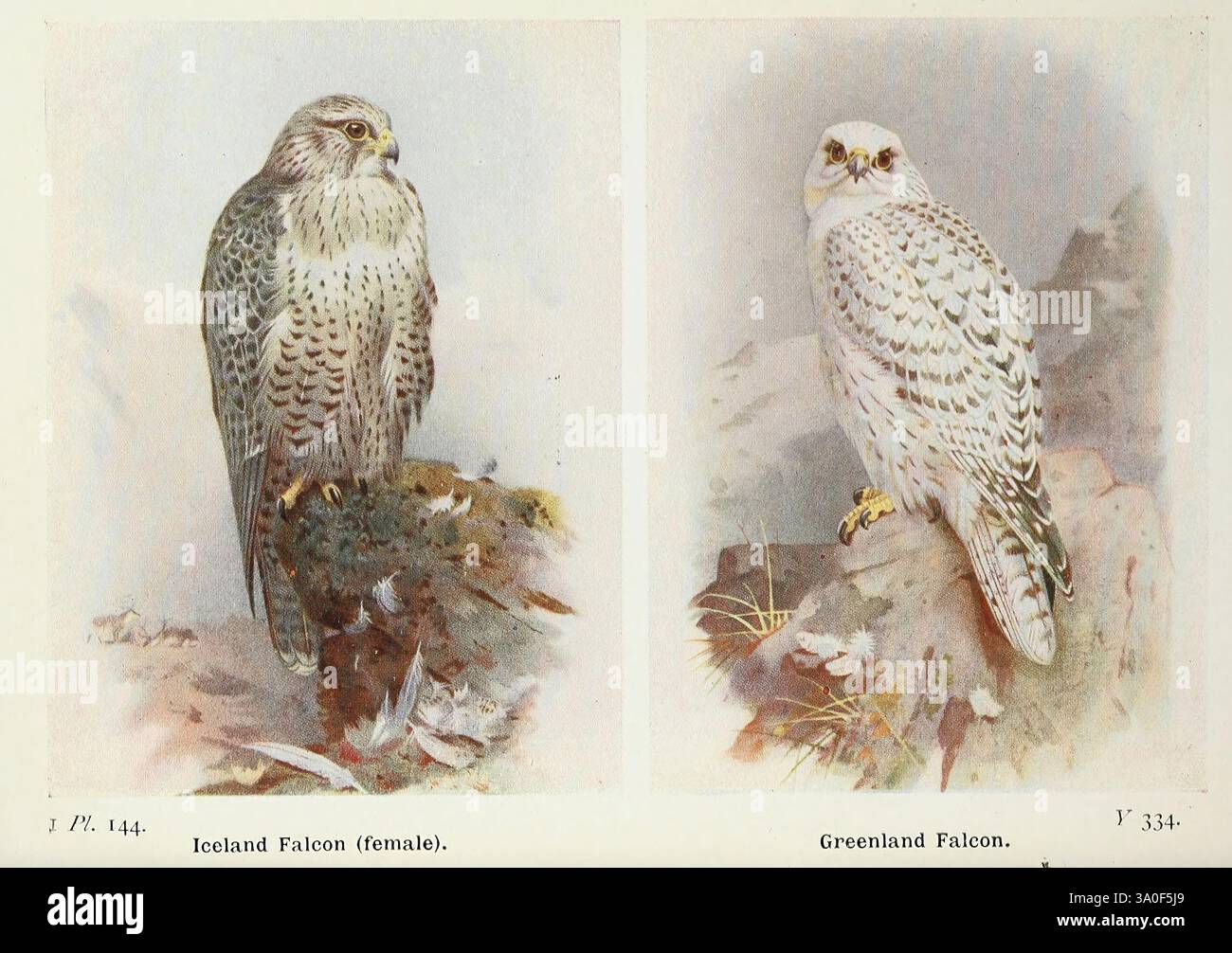 The, birds, of, the, British, Isles, and, their, eggs, London, F. Warne ...