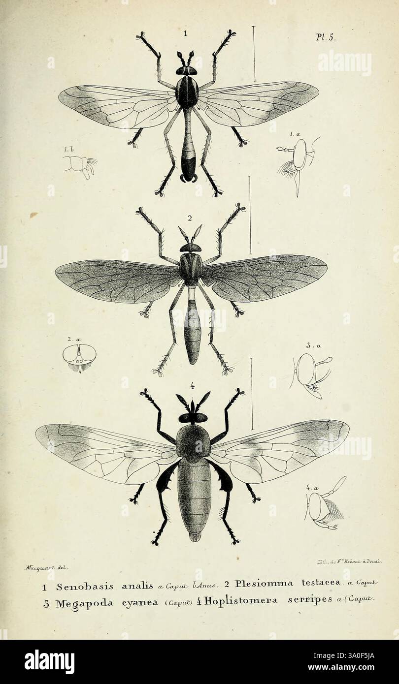 Detailed depiction of three different species of insects hi-res stock ...