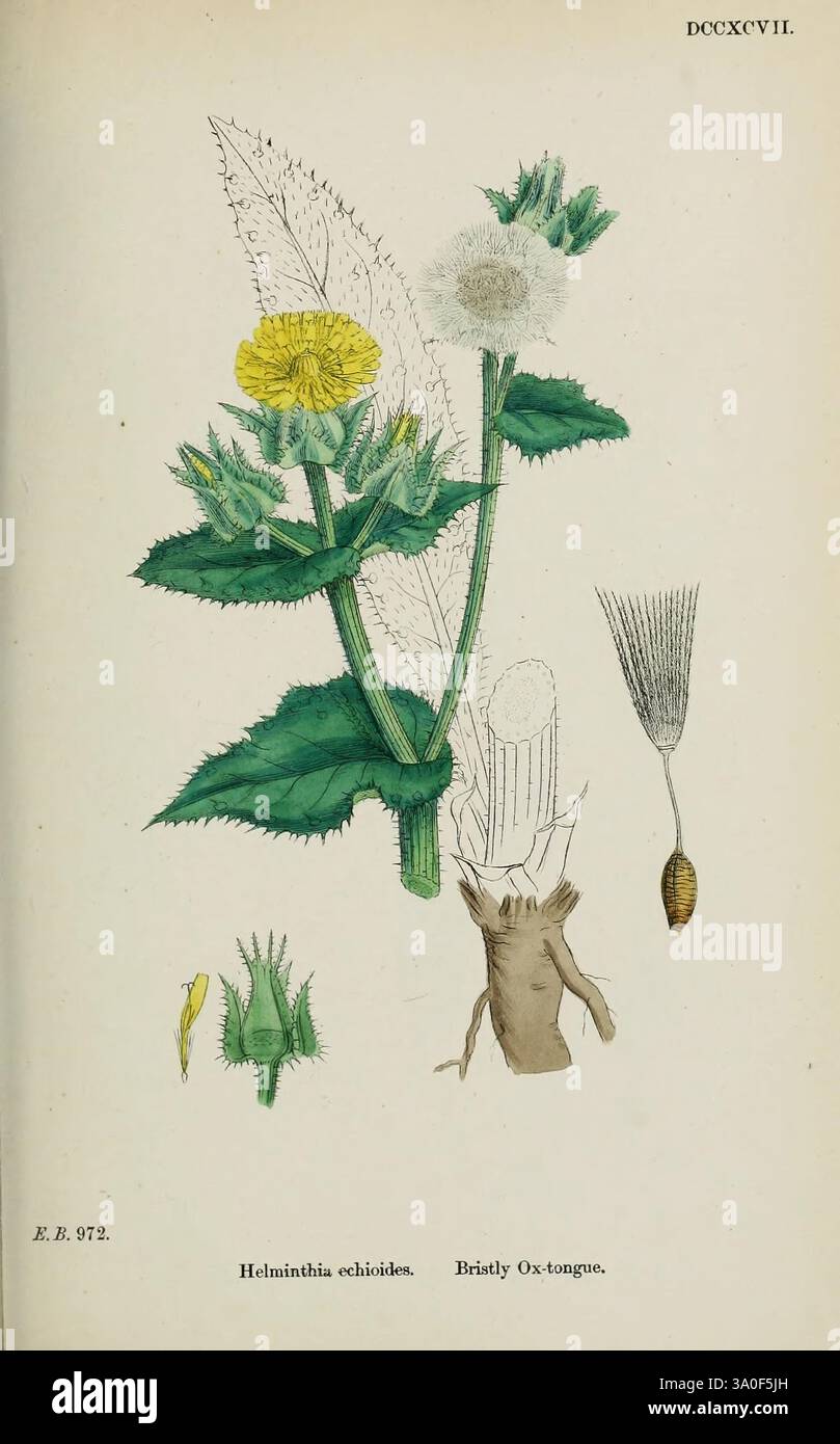 English, Botany, Coloured, Figures, British, Plants, London, R ...