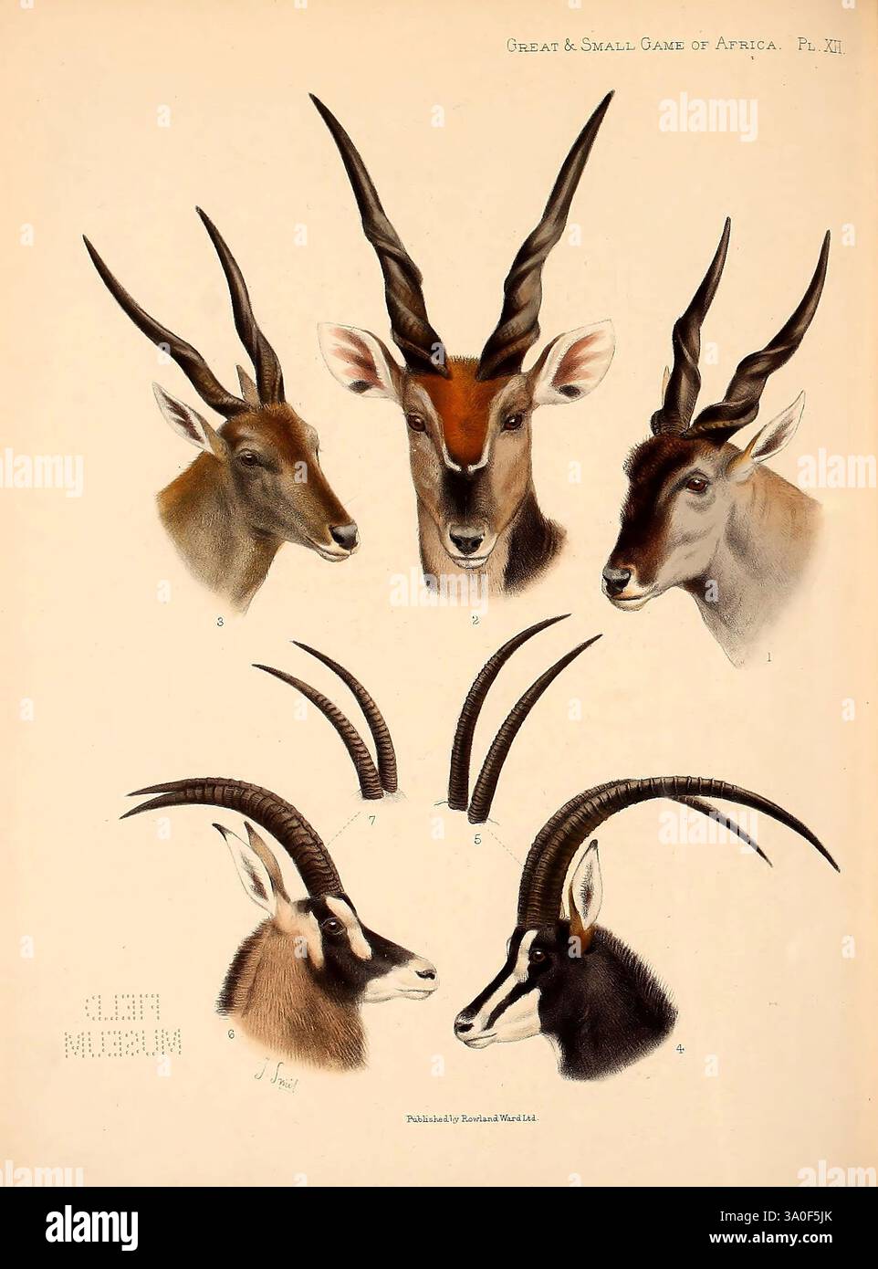Heads of three different antelope species hi-res stock photography and ...