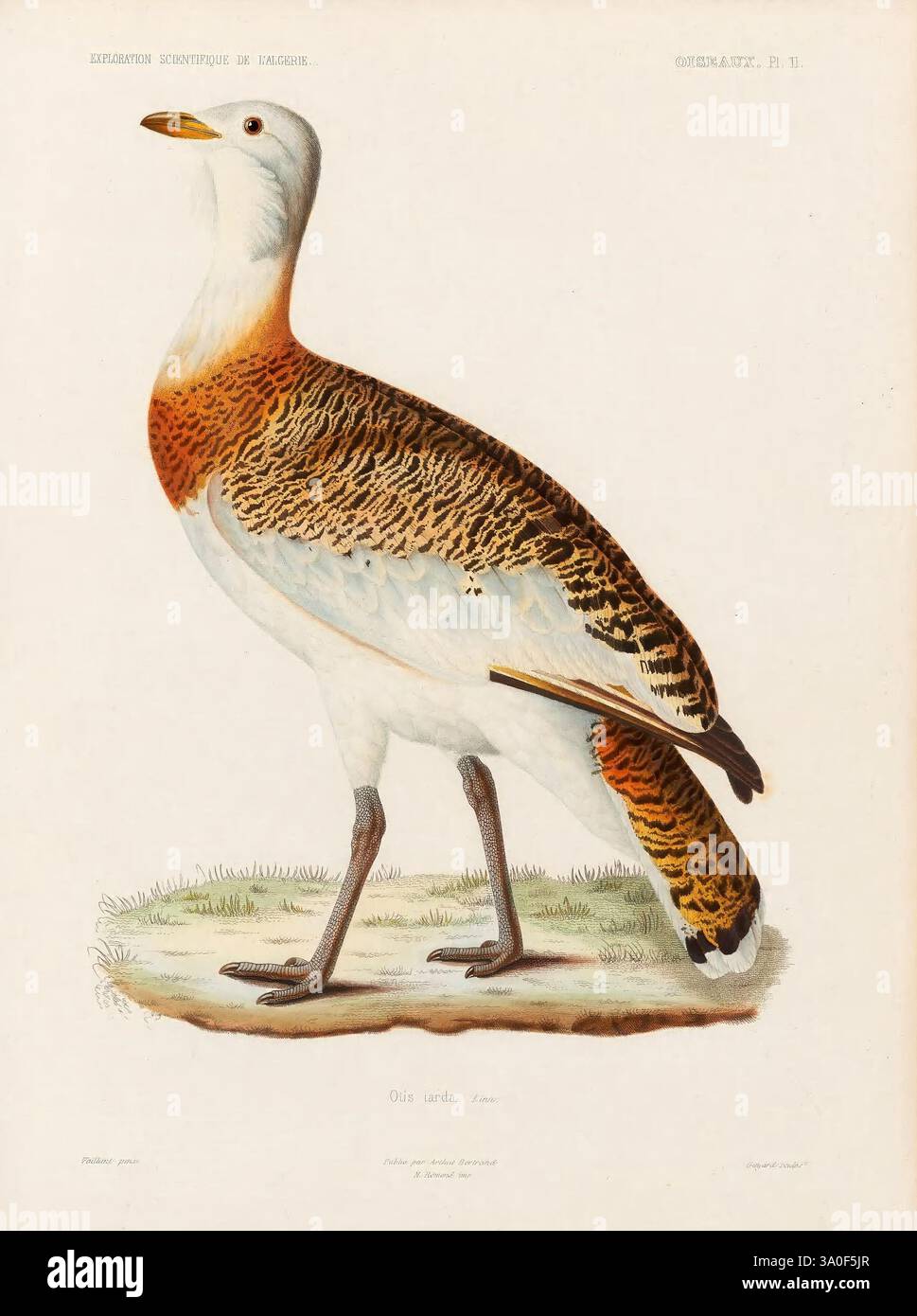 Algeria animals hi-res stock photography and images - Alamy