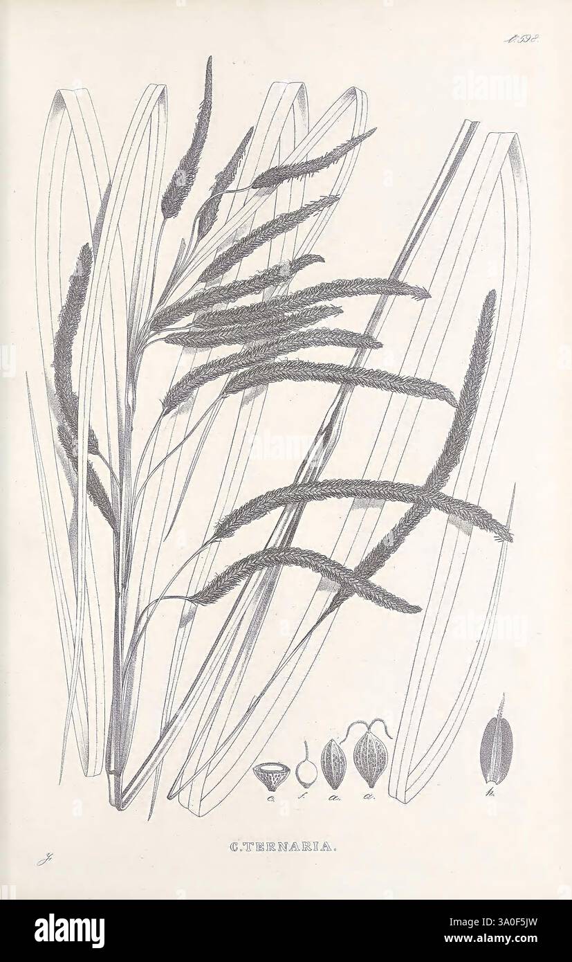 Illustrations of the genus Carex London, William Pamplin, 1858-1867 ...