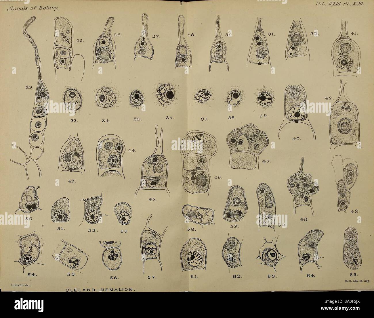 Showcasing various plant cells hi-res stock photography and images - Alamy