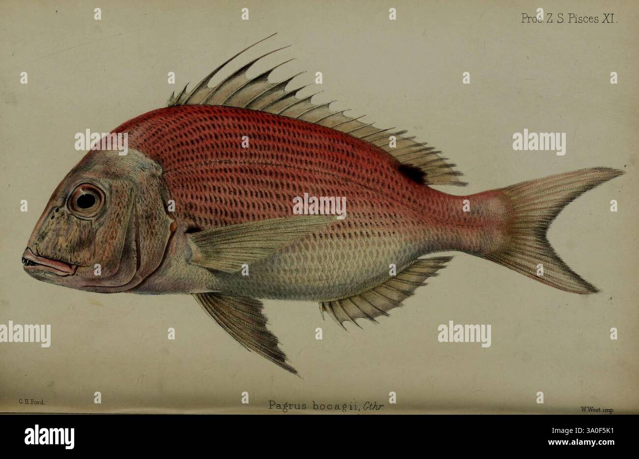 Fishs prominent features hi-res stock photography and images - Alamy