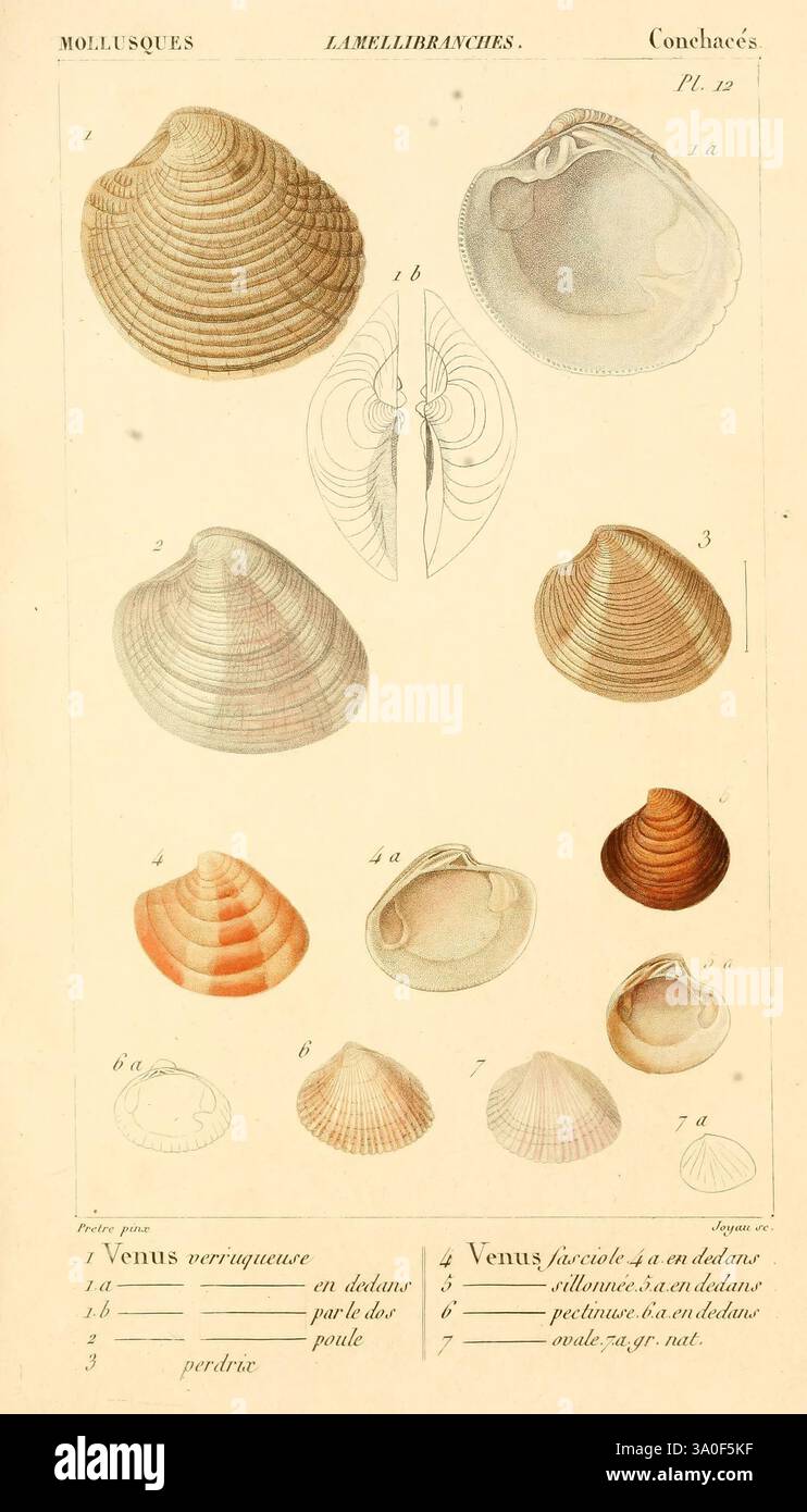 Detailed illustration of various mollusks belonging hi-res stock ...