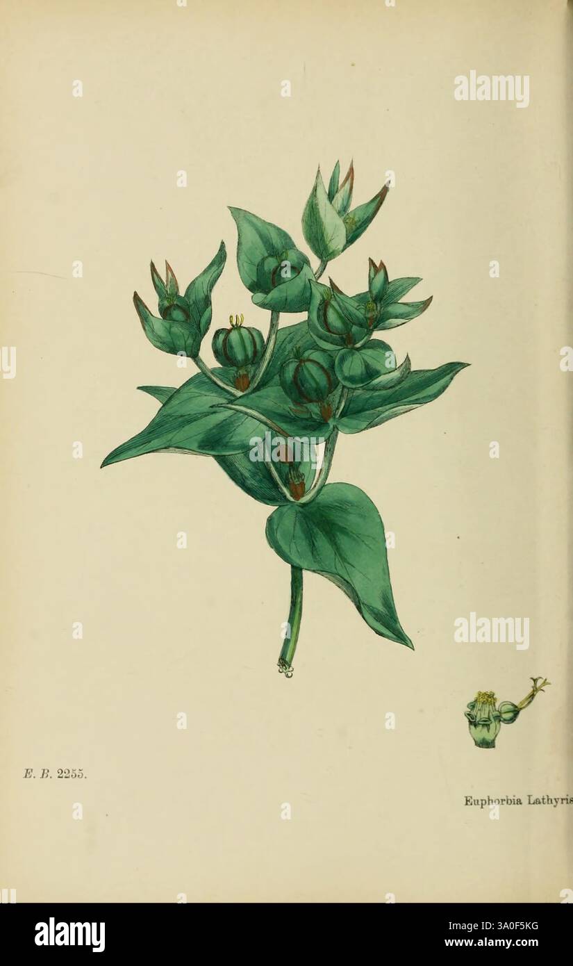 Clusters of rounded seed capsules hi-res stock photography and images ...