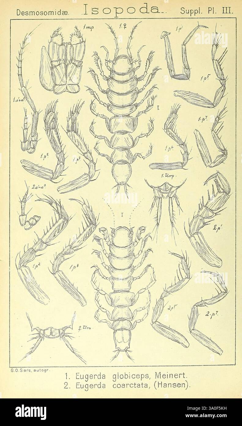 An account of the Crustacea of Norway, Christiania, A. Cammermeyer ...