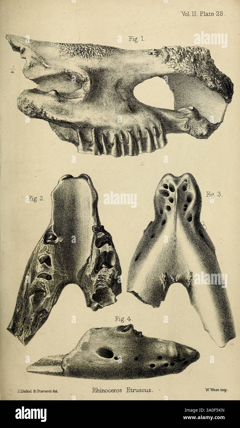 Rhinoceross skeletal characteristics hi-res stock photography and ...