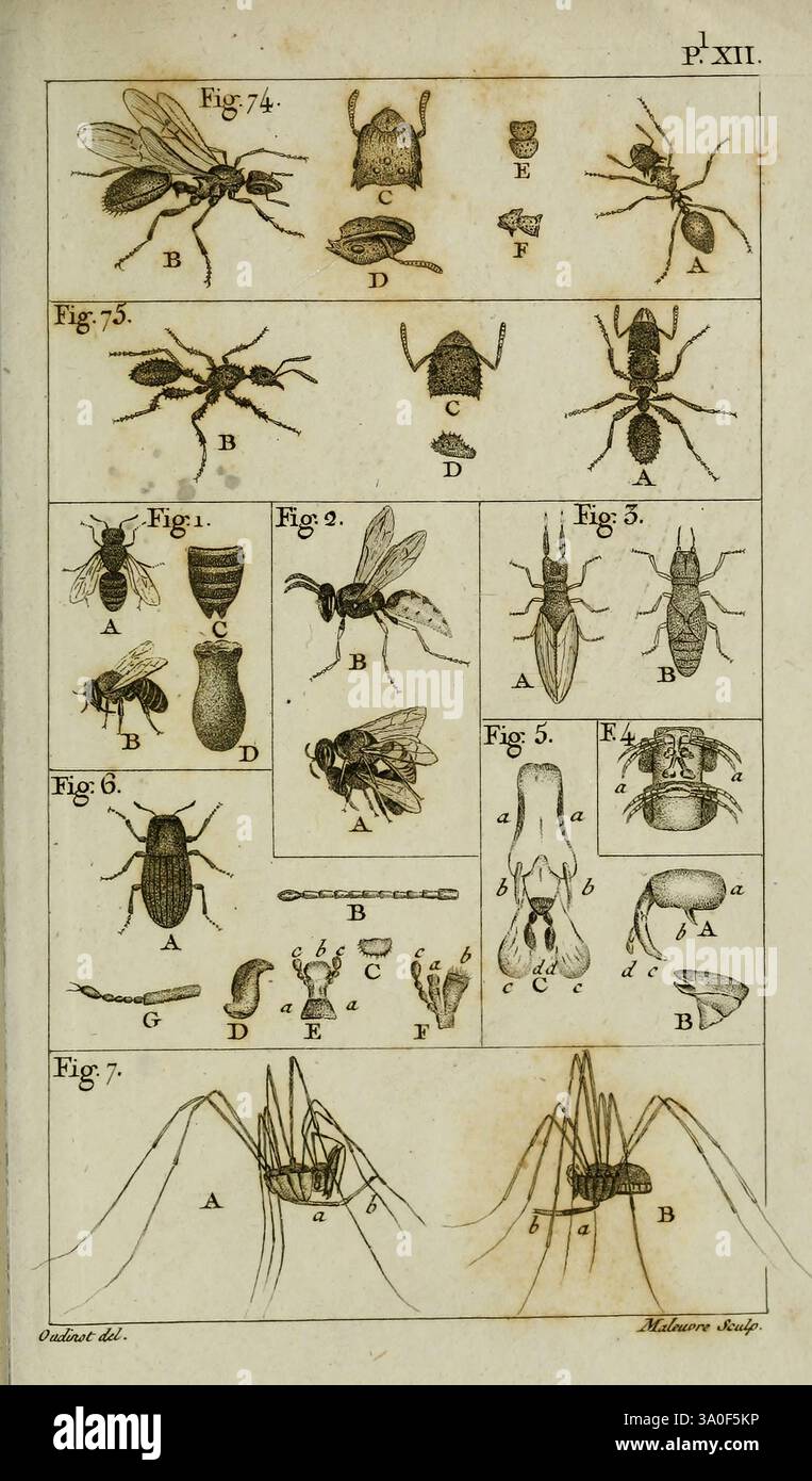Histoire naturelle des fourmis, Paris, T. Barrois, père, 1802, bees ...