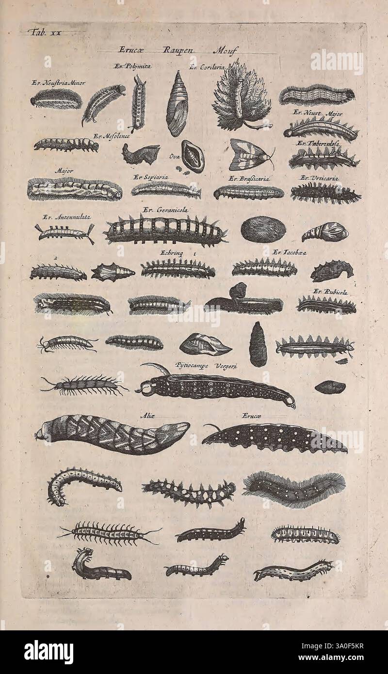 Diverse collection of caterpillars hi-res stock photography and images ...