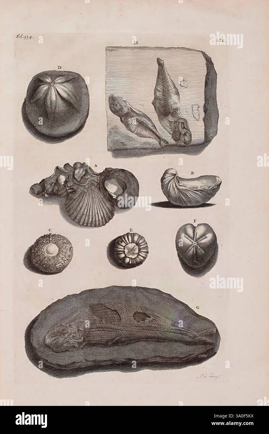 Mollusks museums victoria hi-res stock photography and images - Alamy