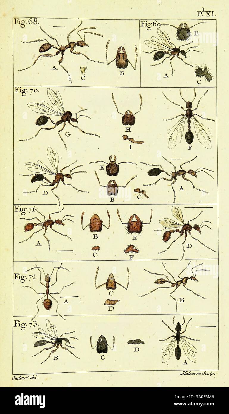 Include different types of ants hi-res stock photography and images - Alamy