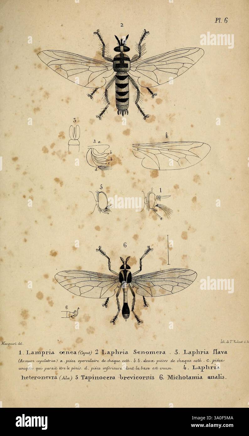 Detailed study of various species of flies hi-res stock photography and ...