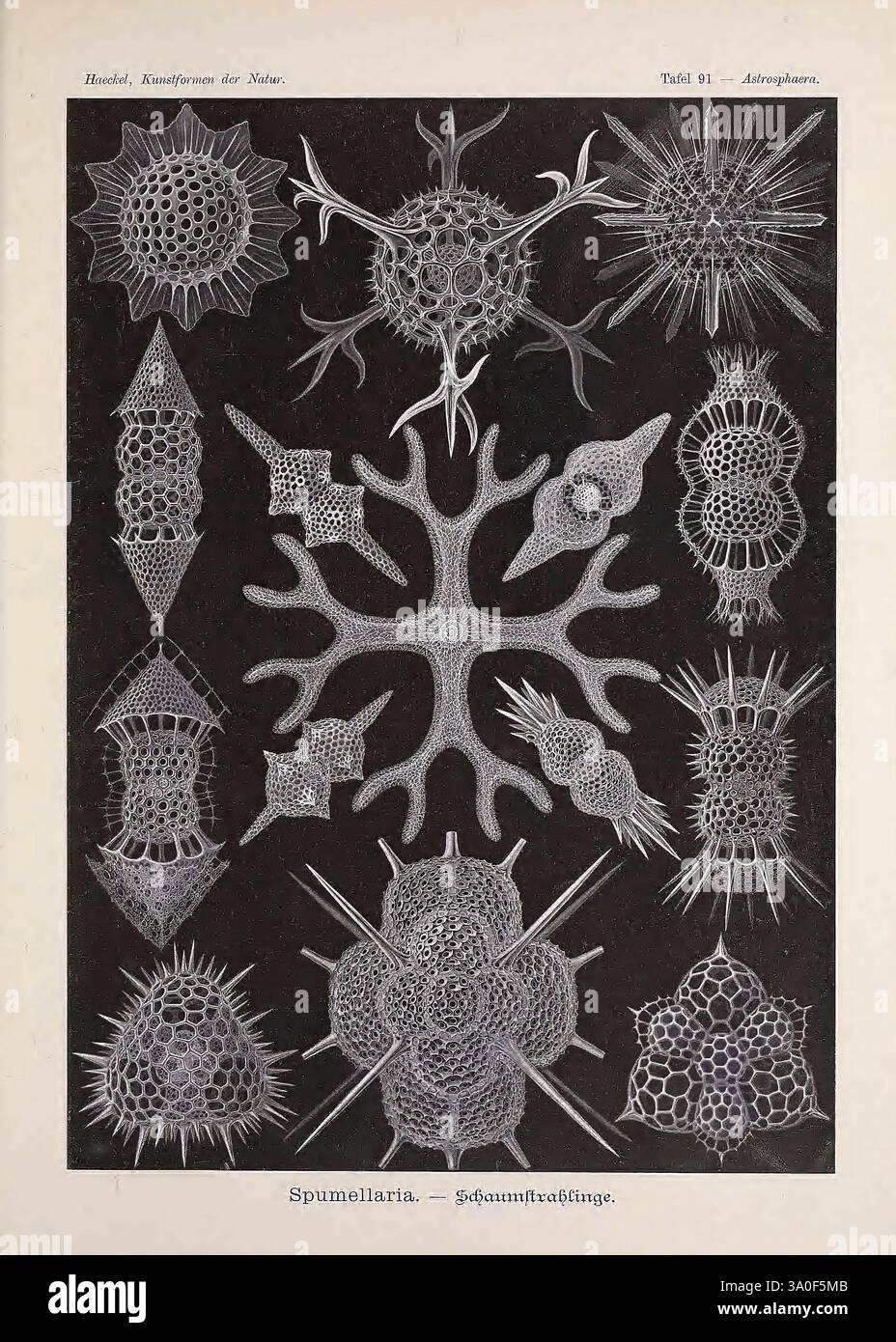 Remarkable diversity of radiolarians hi-res stock photography and ...