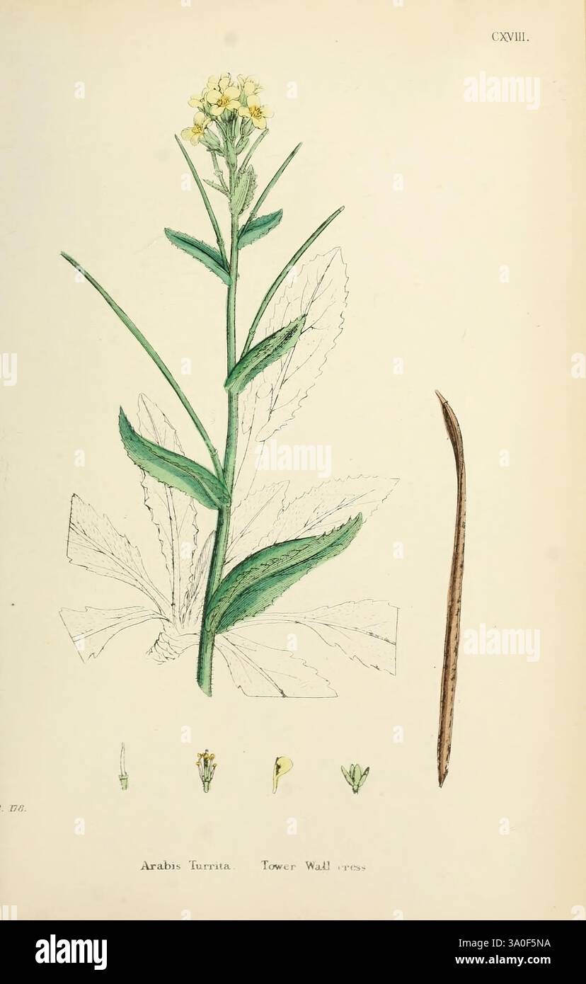 English, botany, or coloured, figures, of, British, plants, London, R ...