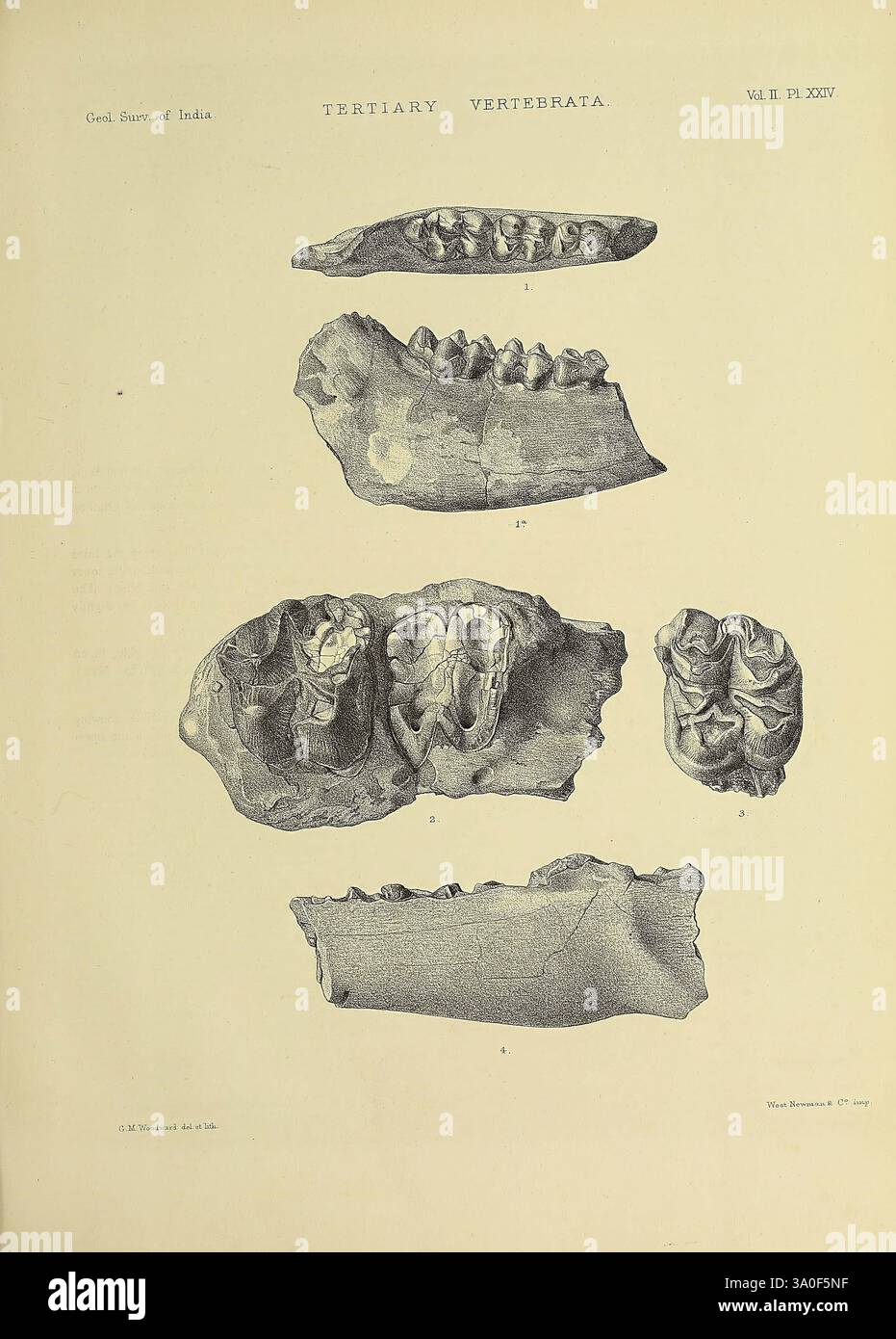 Indian Tertiary and post Tertiary Vertebrata. Calcutta, Geological ...