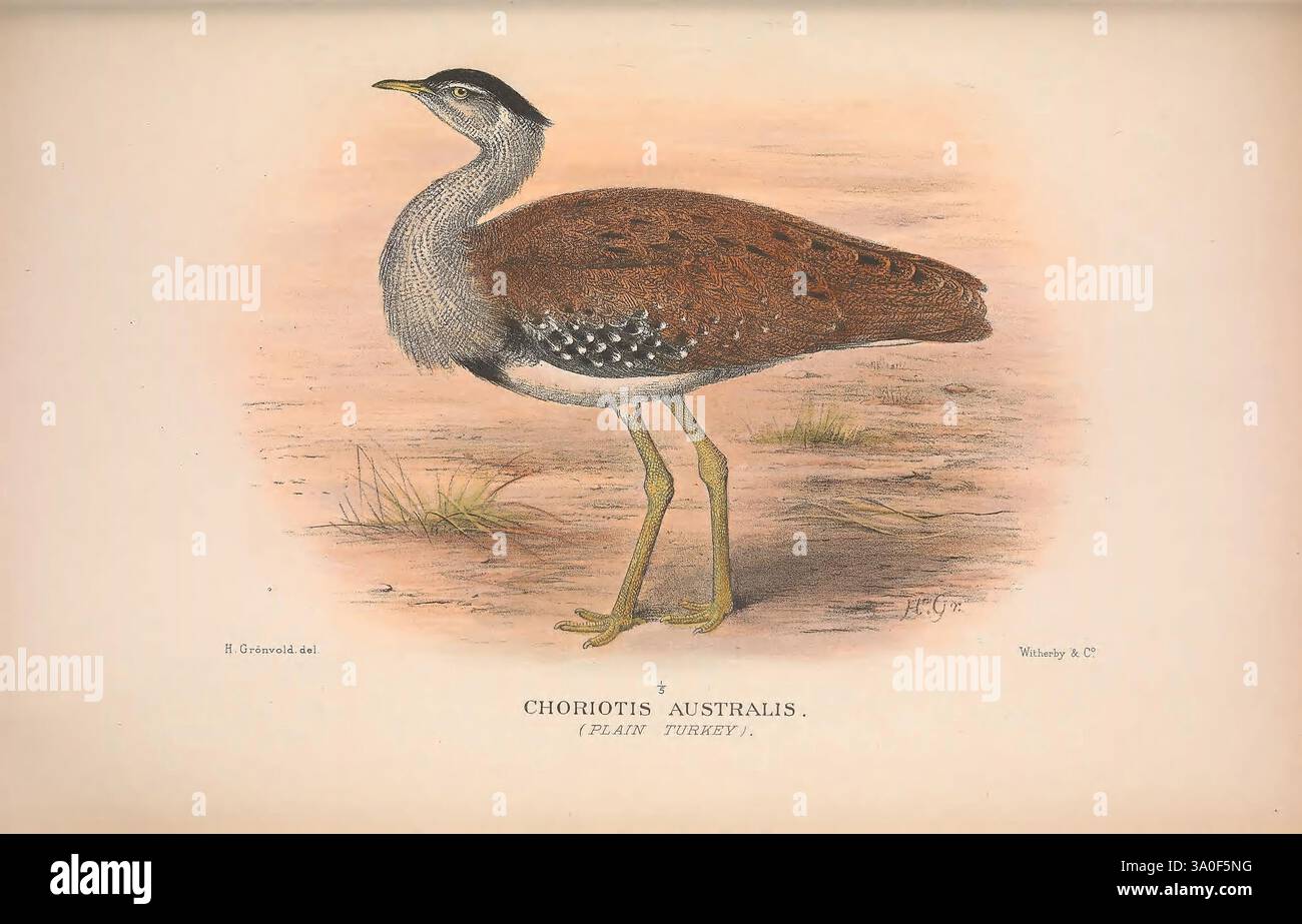 Ground dwelling bird features hi-res stock photography and images - Alamy