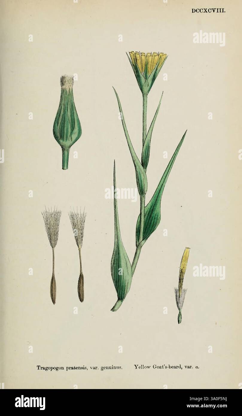 Two bud stages hi-res stock photography and images - Alamy