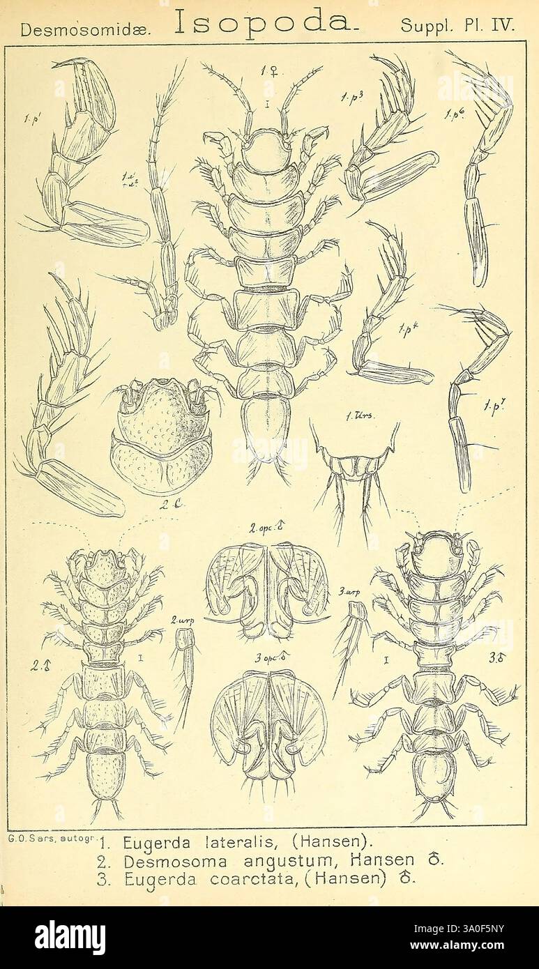 Features detailed anatomical diagrams of three distinct types hi-res ...