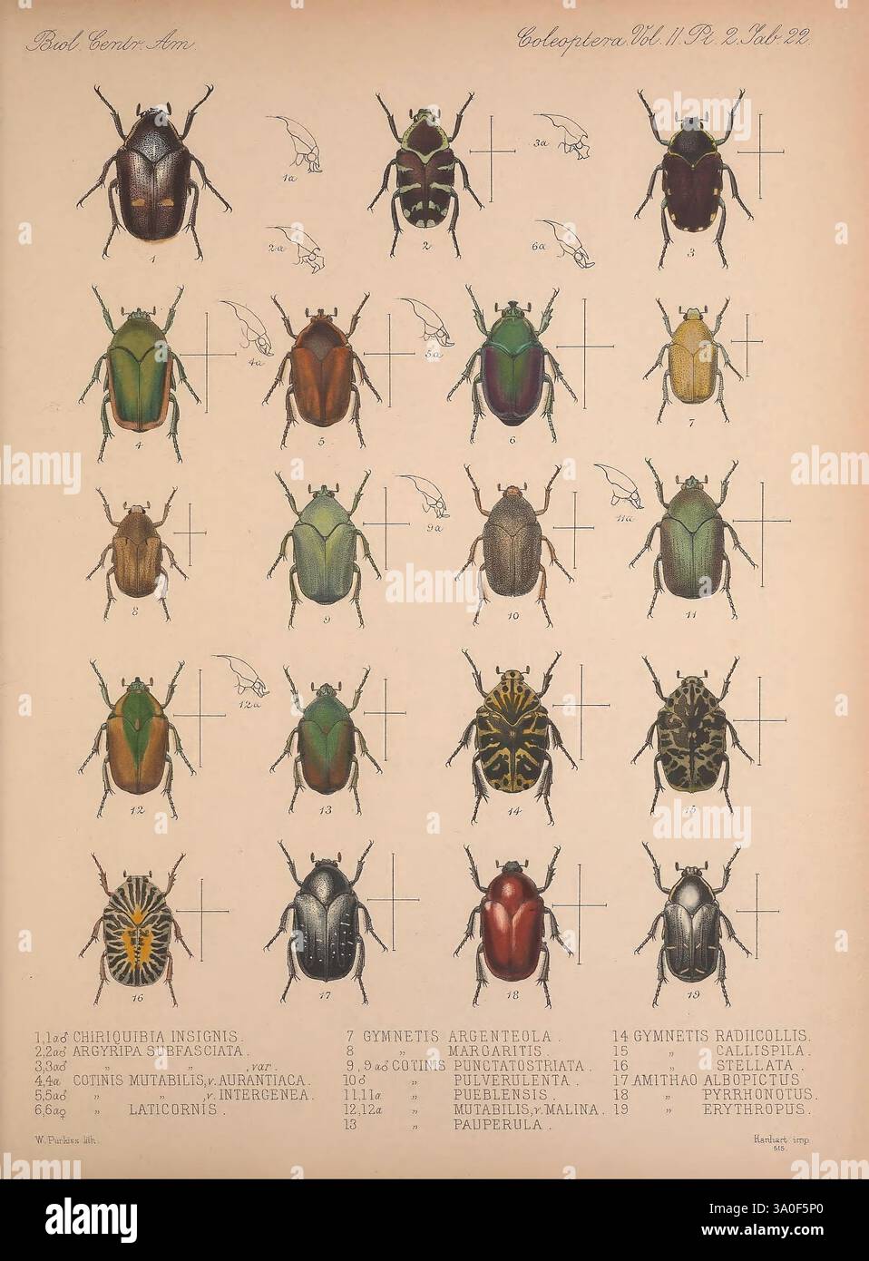 Detailed array of various beetles hi-res stock photography and images ...