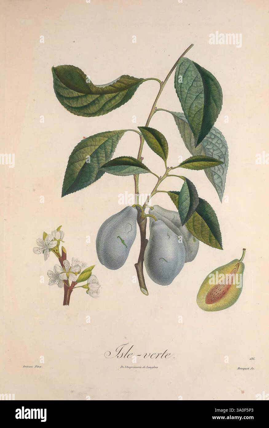 Ripe fruit reveals hi-res stock photography and images - Alamy