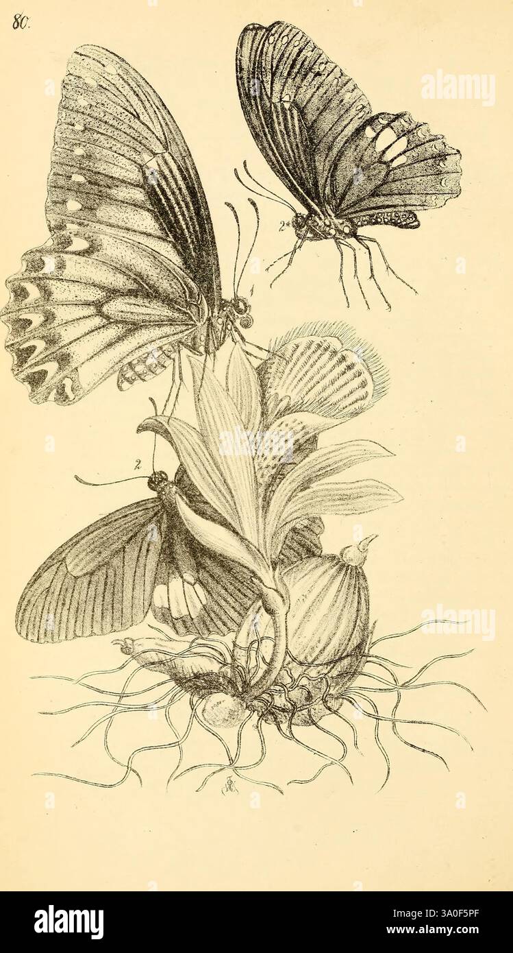 Arcana Entomologica, or Illustrations of New, Rare, and Interesting ...