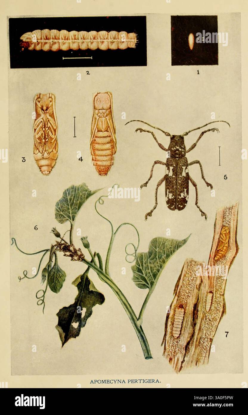 Indian insect life Calcutta Thacker Spink & Co. W. Thacker & Co. 2 ...