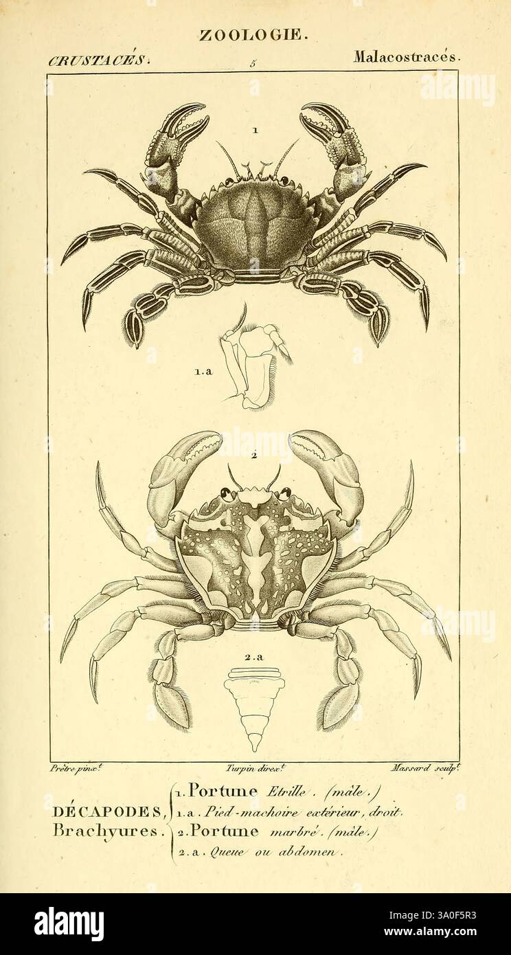 Order decapoda within hi-res stock photography and images - Alamy