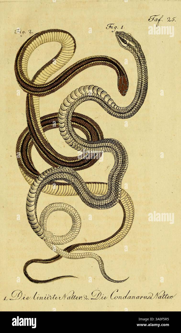 Schematic labels identify hi-res stock photography and images - Alamy