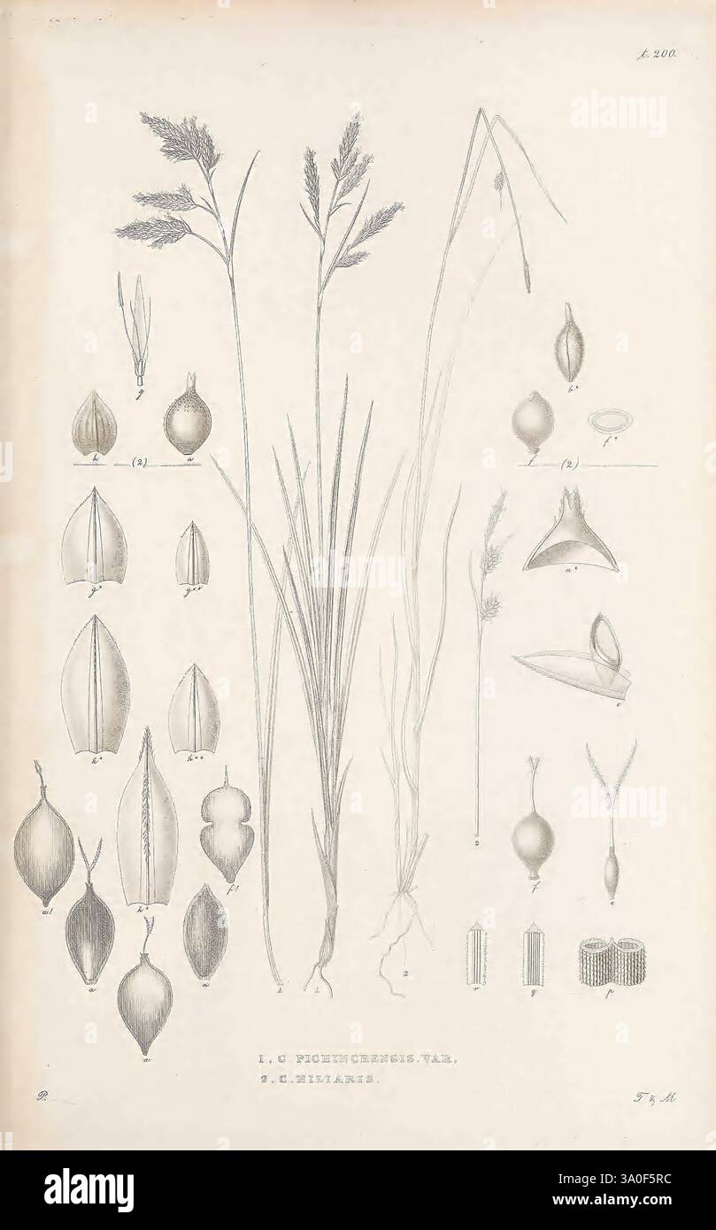 Multiple views of seed pods hi-res stock photography and images - Alamy