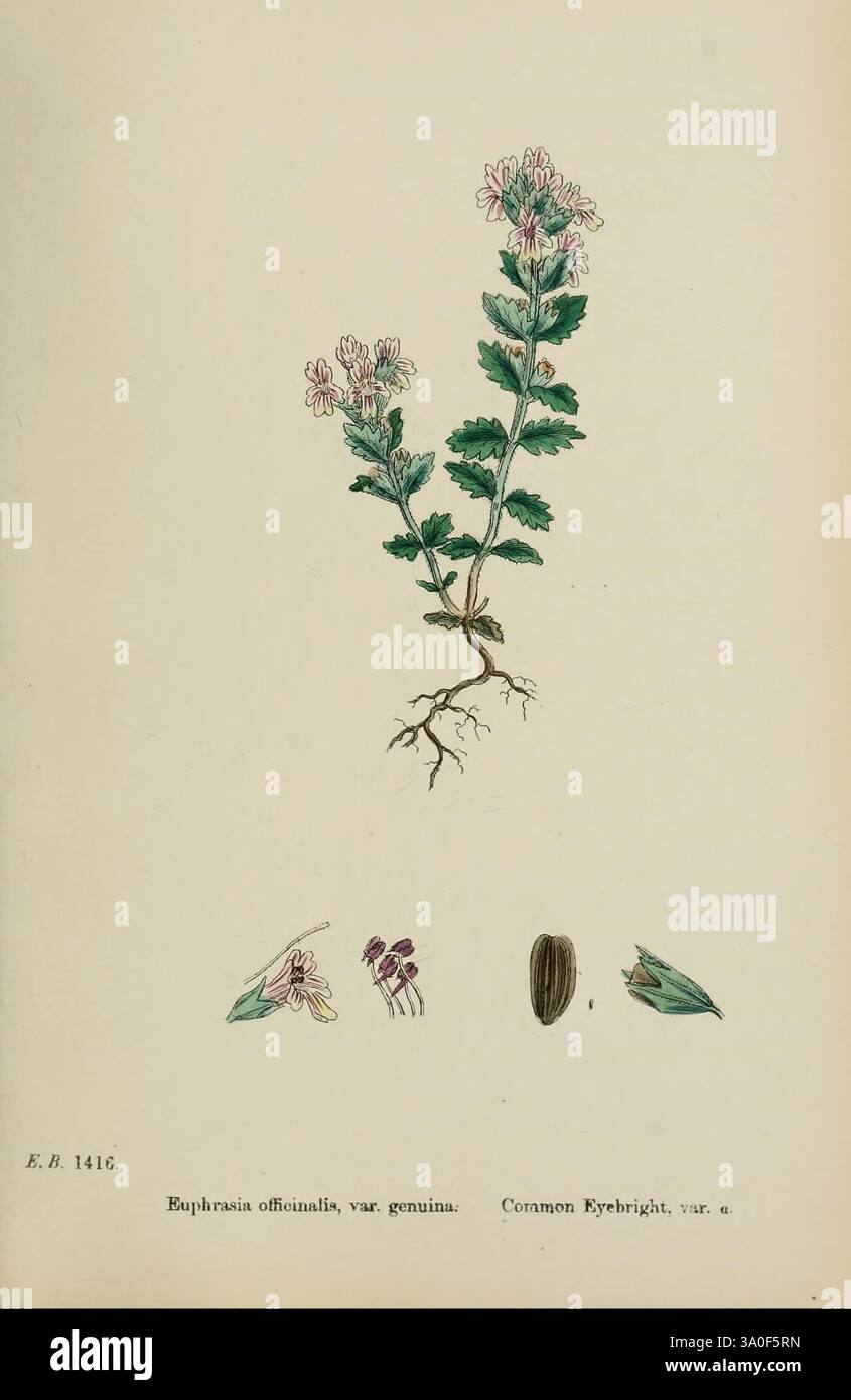 English, botany, or Coloured, figures, of, British, plants, London, R ...