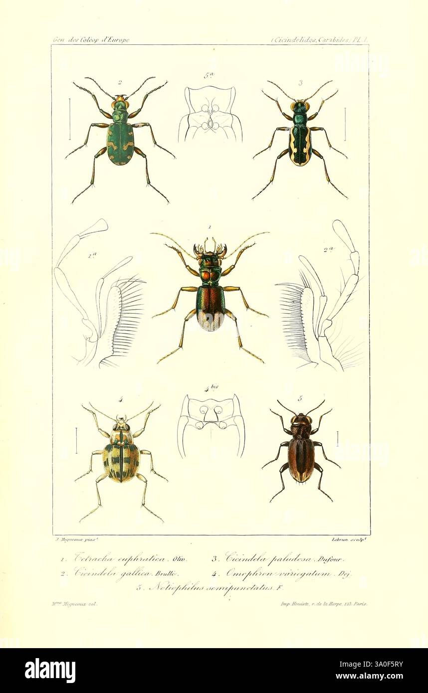 Additional smaller illustrations of different species hi-res stock ...
